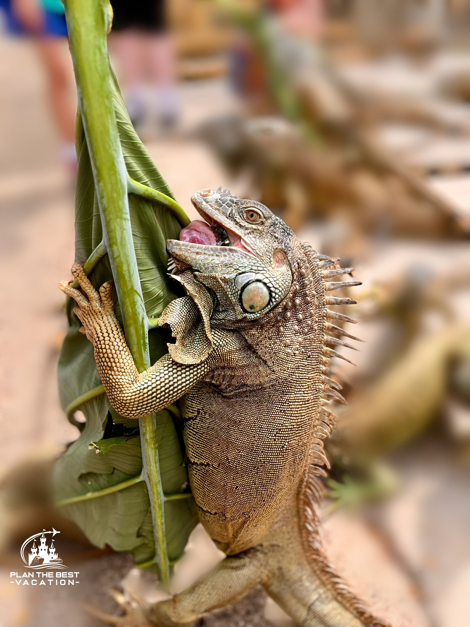 Monkey Sloth and Iguana Interaction - Crusie Port Excursion in Roatan ...